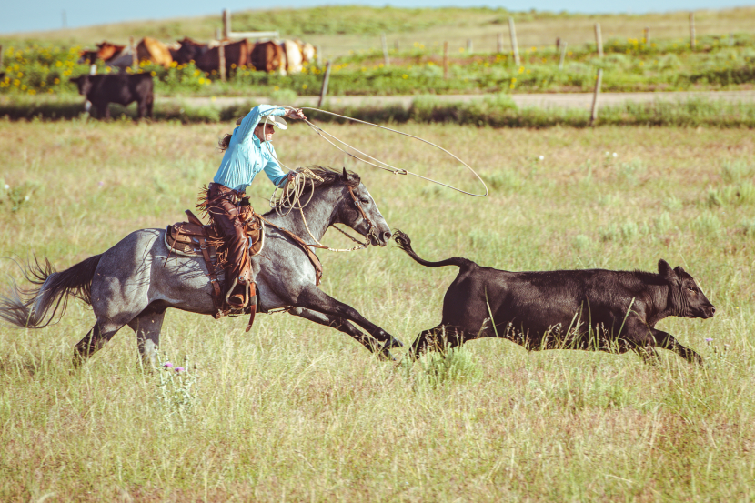 The finest Coloradan beef shipped direct and nationwide from our ranch ...