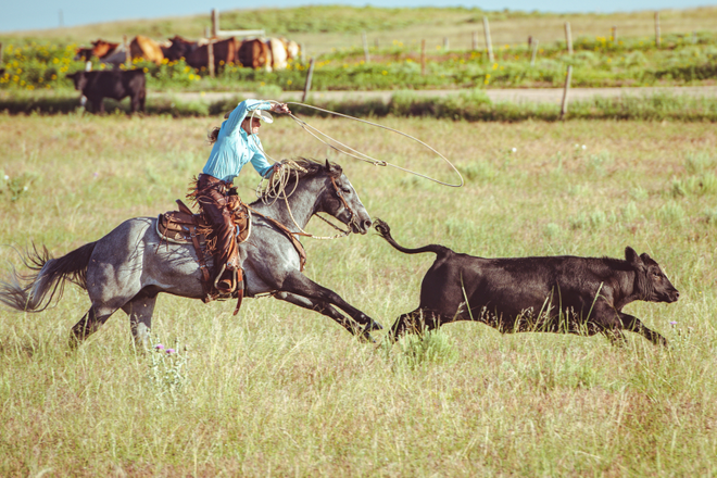 The finest Coloradan beef shipped direct and nationwide from our ranch ...