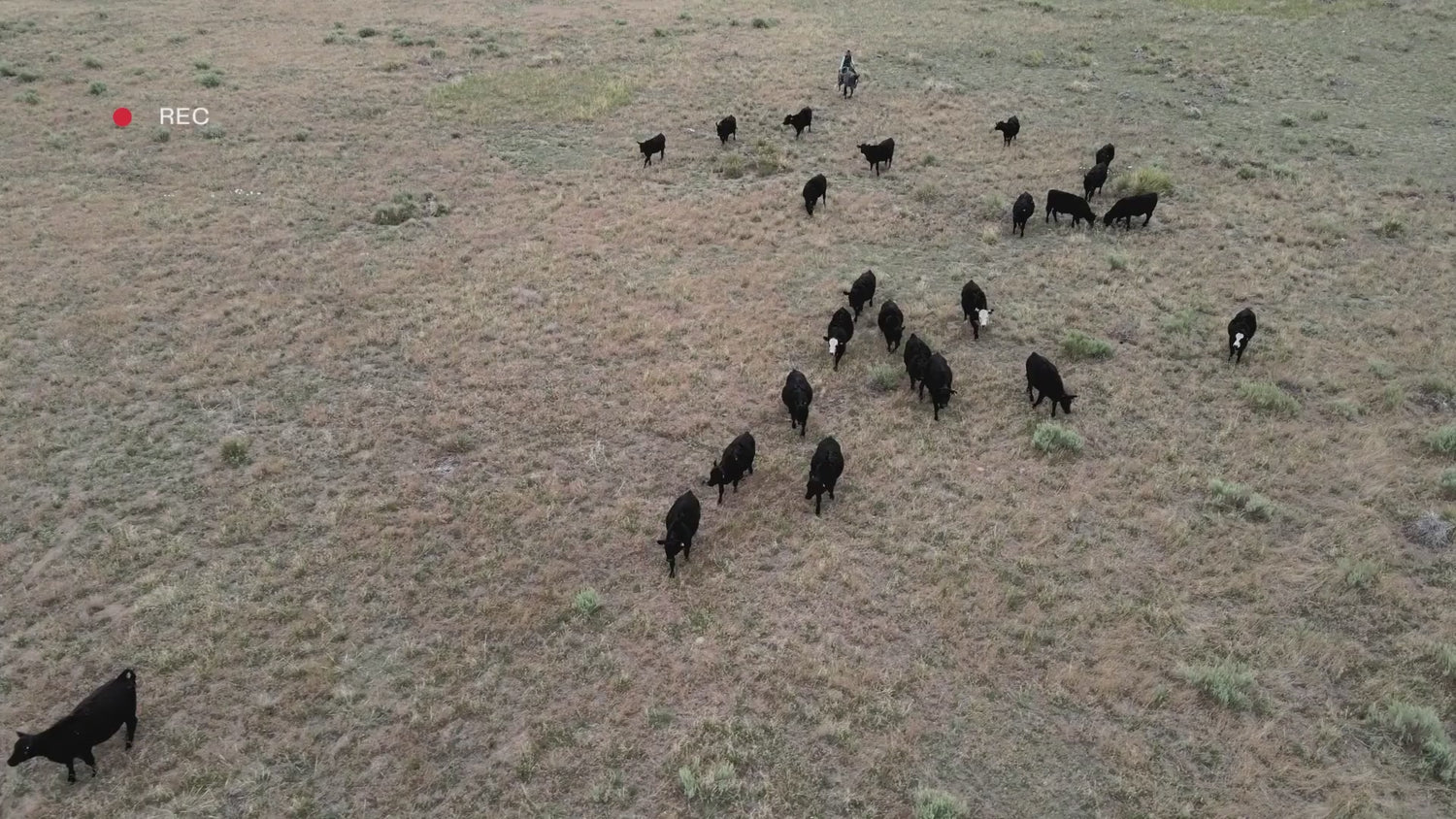 The finest Coloradan beef shipped direct and nationwide from our ranch ...